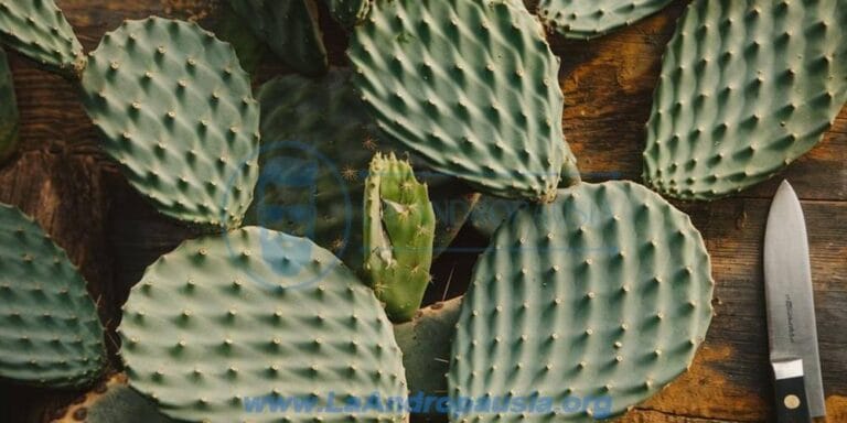 Nopal: Propiedades y Beneficios - Asombroso Superalimento
